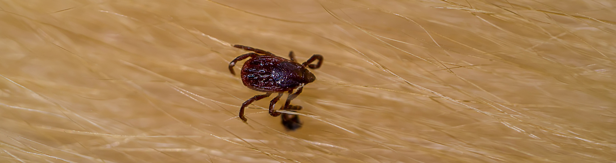 Fleas - Superior Pest Solutions