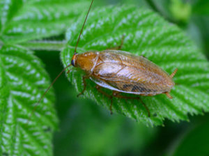 Cockroaches | Pest Control | Superior Pest Solutions NJ