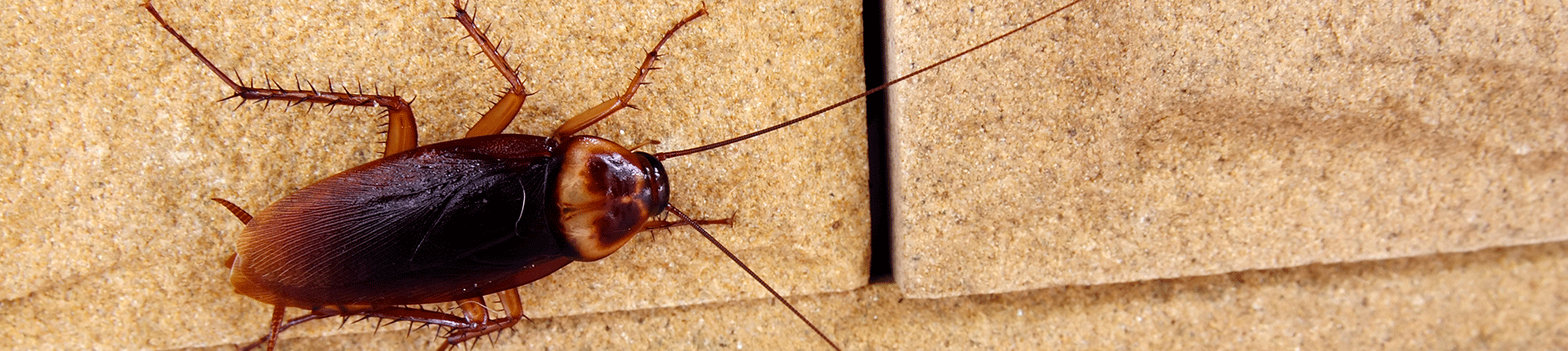 Cockroaches | Pest Control | Superior Pest Solutions NJ